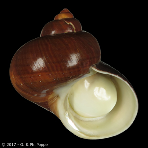 Shell Encyclopedia - Conchological MegaDatabase Iconographic Overview ...