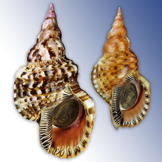Shell Encyclopedia - Conchological MegaDatabase Iconographic Overview ...