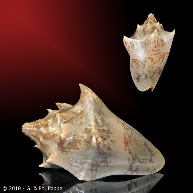 Shell Encyclopedia - Conchological MegaDatabase Iconographic Overview ...