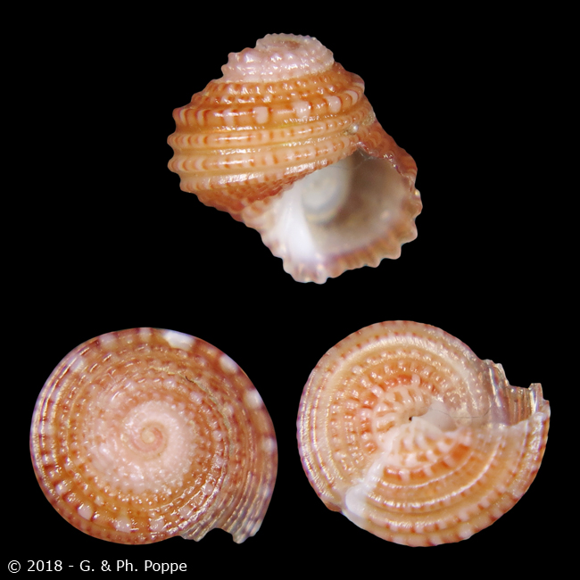 Shell Encyclopedia - Conchological MegaDatabase Iconographic Overview ...