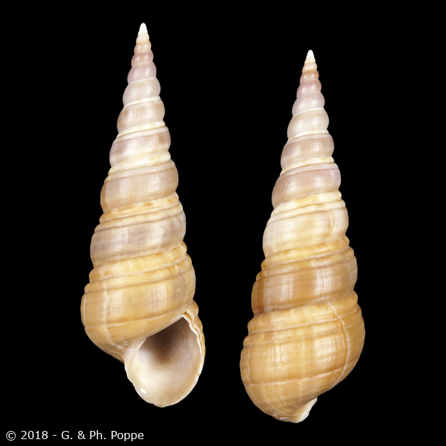 Shell Encyclopedia - Conchological MegaDatabase Iconographic Overview ...