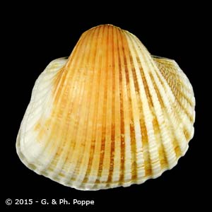 Shell Encyclopedia - Conchological MegaDatabase Iconographic Overview ...