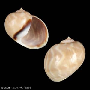 Shells For Sale | The Largest Official Seashells Website | Conchology