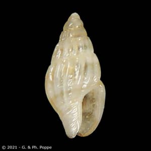 Shell Encyclopedia - Conchological MegaDatabase Iconographic Overview ...