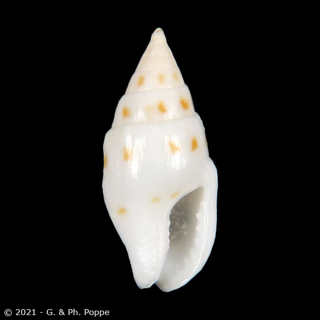 Shells For Sale Shown by Species: COLUMBELLIDAE, Graphicomassa albina ...