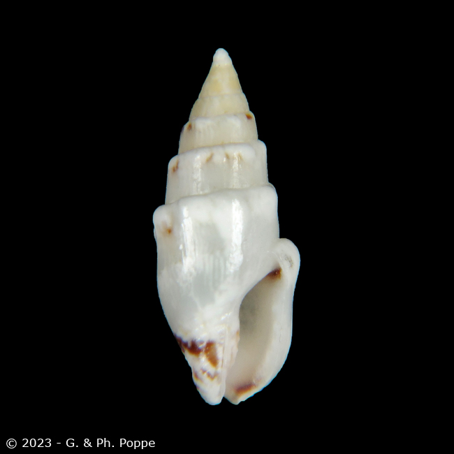 Shells For Sale Shown by Species: COLUMBELLIDAE, Graphicomassa albina ...
