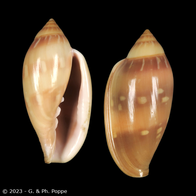 Shells For Sale Shown by Species: MARGINELLIDAE, Marginella desjardini ...
