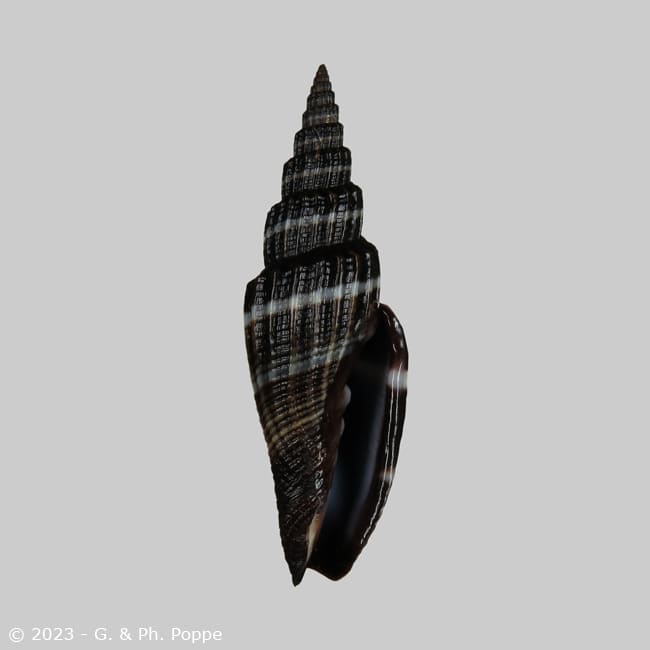Shell Encyclopedia - Conchological MegaDatabase Iconographic Overview ...