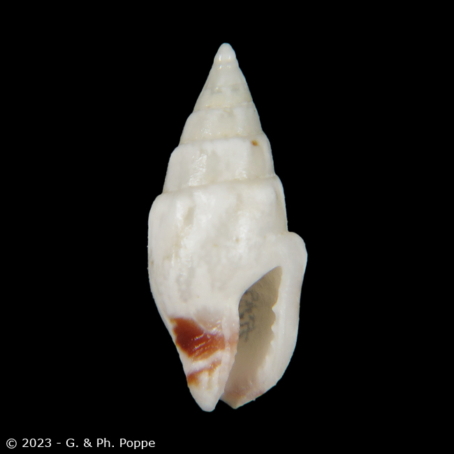 Shells For Sale Shown by Species: COLUMBELLIDAE, Graphicomassa albina ...