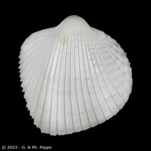 Shell Encyclopedia - Conchological MegaDatabase Iconographic Overview ...