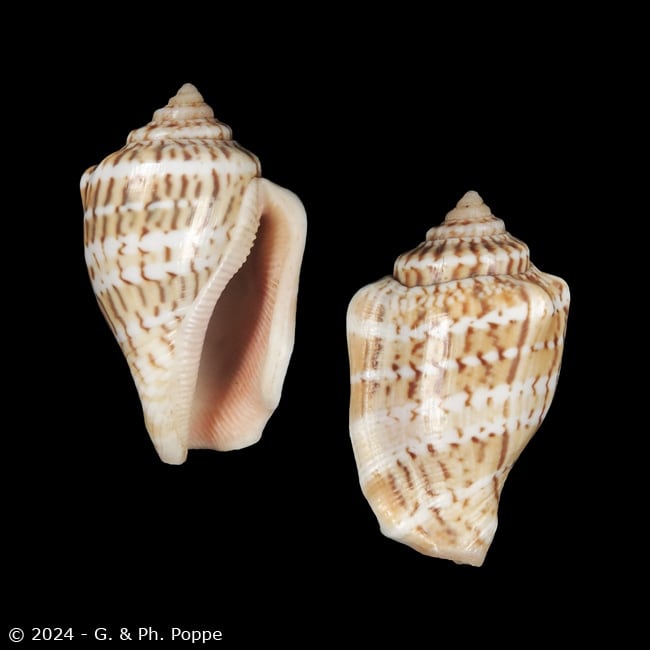 Shells For Sale Shown by Species: STROMBIDAE, Maculastrombus mutabilis ...