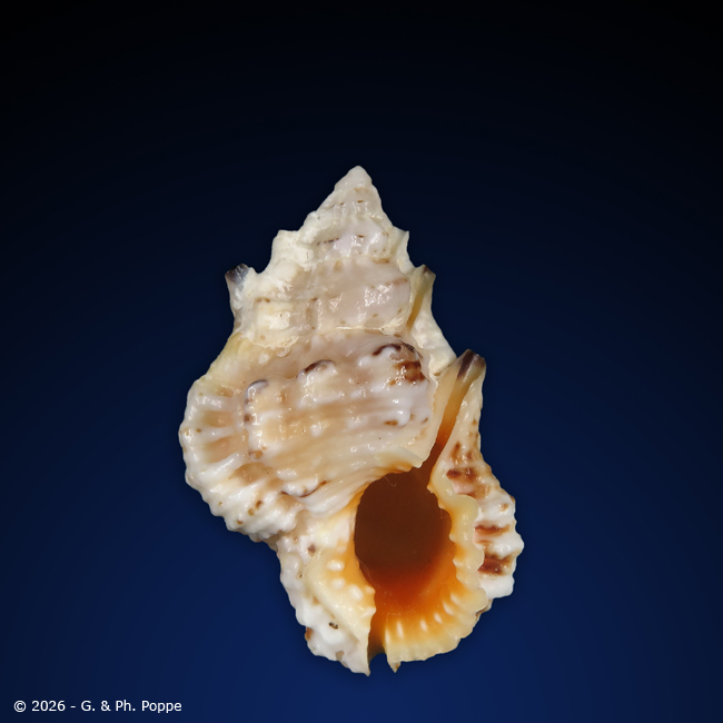 Conchology, Inc. - Auction Catalogue