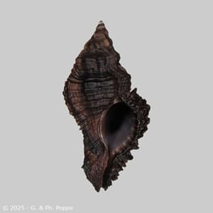 Shells For Sale Shown by Species: MURICIDAE for Sale