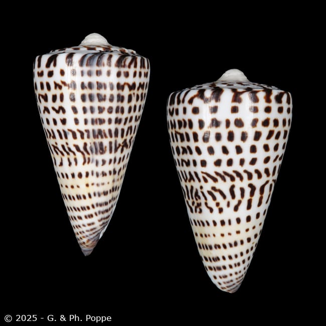 Shells For Sale Shown by Species: CONIDAE - INDO-PACIFIC for Sale
