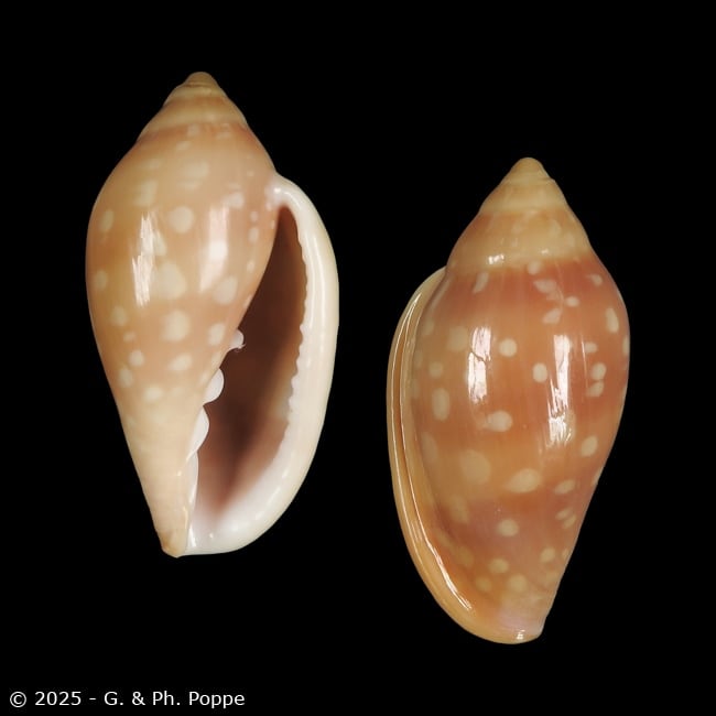 Shells For Sale Shown by Species: MARGINELLIDAE, Marginella sebastiani ...