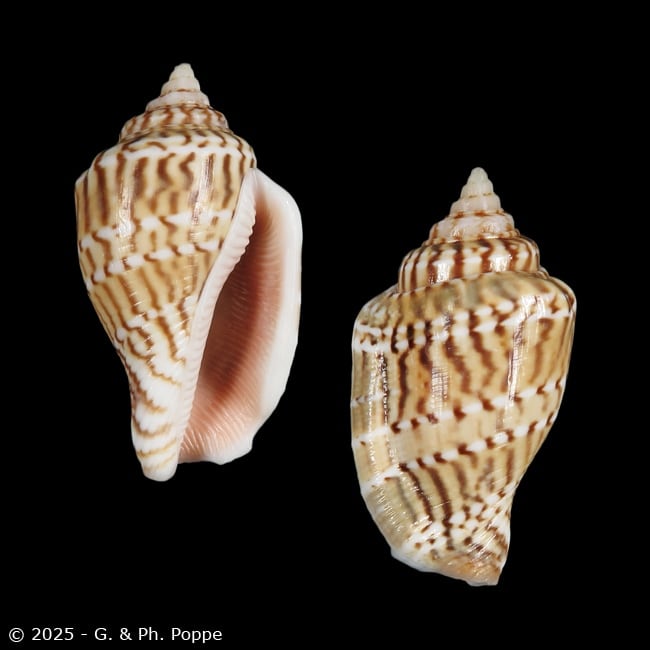 Shells For Sale Shown by Species: STROMBIDAE, Maculastrombus mutabilis ...