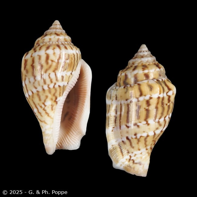 Shells For Sale Shown by Species: STROMBIDAE, Maculastrombus mutabilis ...