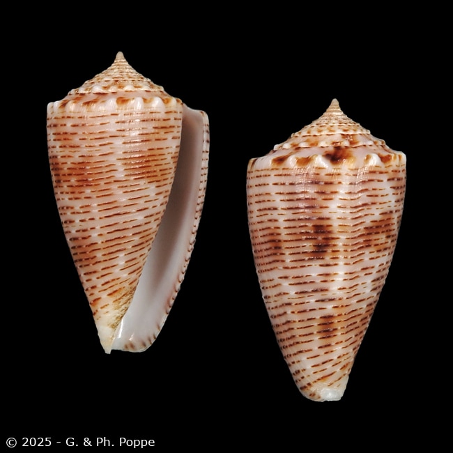 Shells For Sale Shown by Species: CONIDAE - INDO-PACIFIC, Phasmoconus ...