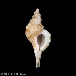 Shells For Sale | The Largest Official Seashells Website | Conchology