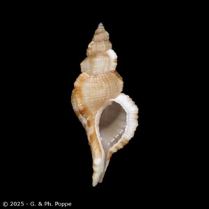 Shells For Sale | The Largest Official Seashells Website | Conchology