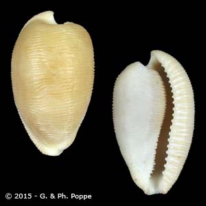 Shells For Sale Shown by Species: CYPRAEIDAE for Sale