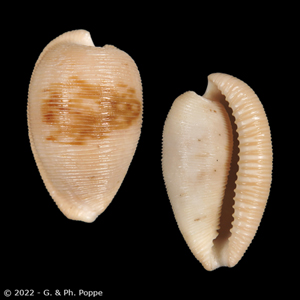 Shells For Sale Shown by Species: CYPRAEIDAE for Sale