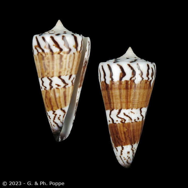 Shells For Sale Shown by Species: CONIDAE - INDO-PACIFIC, Strategoconus ...