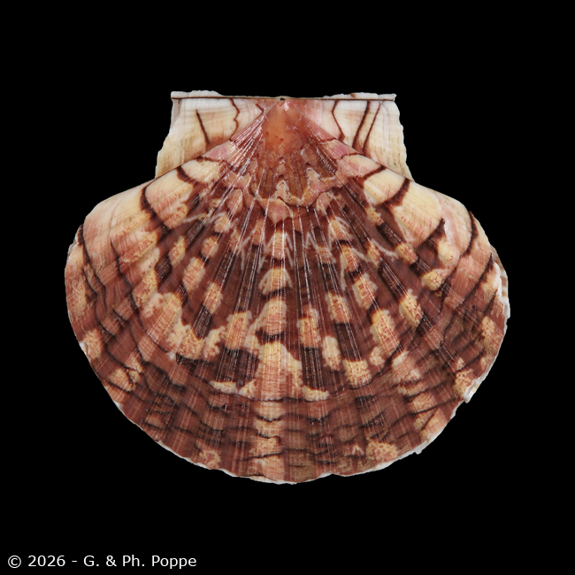 Pecten Maximus Size