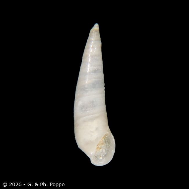 New Additions Shells For Sale | Conchology
