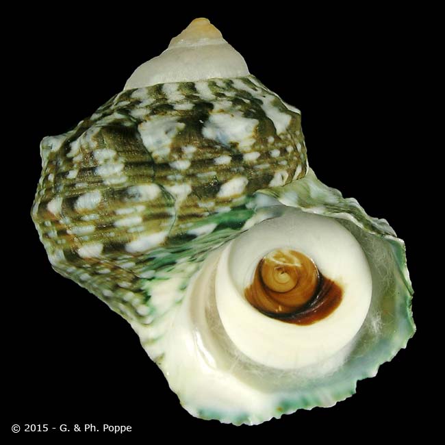 Shell Encyclopedia - Worms Details | Conchology | Conchology