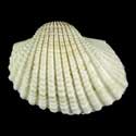 WoRMS - World Register of Marine Species - Tegillarca granosa (Linnaeus ...