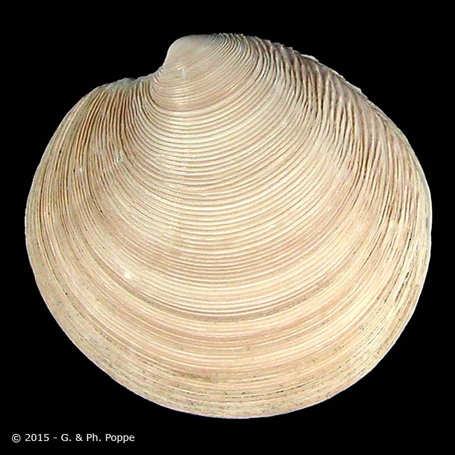 Shell Encyclopedia - Conchological MegaDatabase Iconographic Overview ...