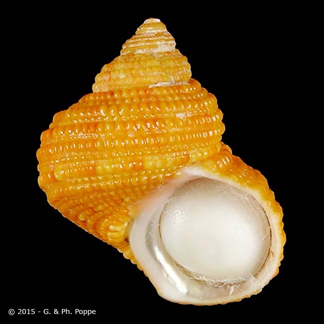 Shell Encyclopedia - Worms Details | Conchology | Conchology