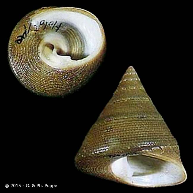 Shell Encyclopedia - Conchological MegaDatabase Iconographic Overview ...