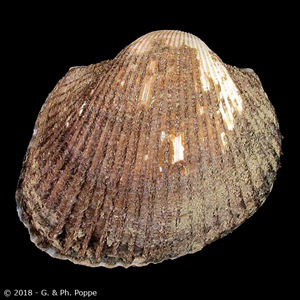 Shell Encyclopedia - Conchological MegaDatabase Iconographic Overview ...