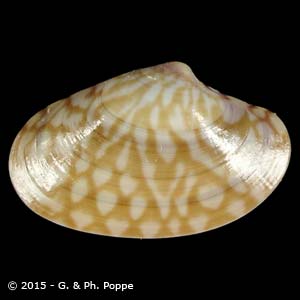 Shell Encyclopedia - Conchological MegaDatabase Iconographic Overview ...