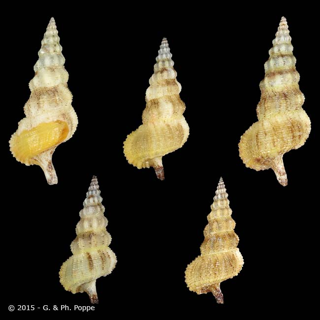 Shell Encyclopedia - Conchological MegaDatabase Iconographic Overview ...