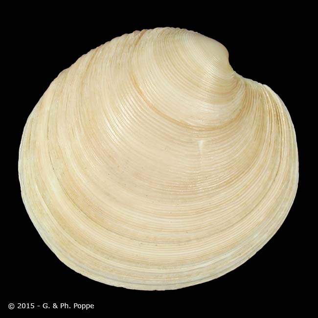 Shell Encyclopedia - Conchological MegaDatabase Iconographic Overview ...
