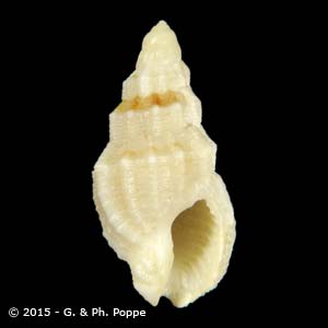 Shells For Sale | The Largest Official Seashells Website | Conchology