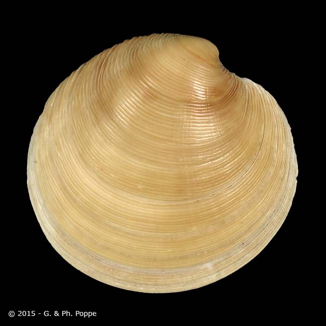 Shell Encyclopedia - Conchological MegaDatabase Iconographic Overview ...