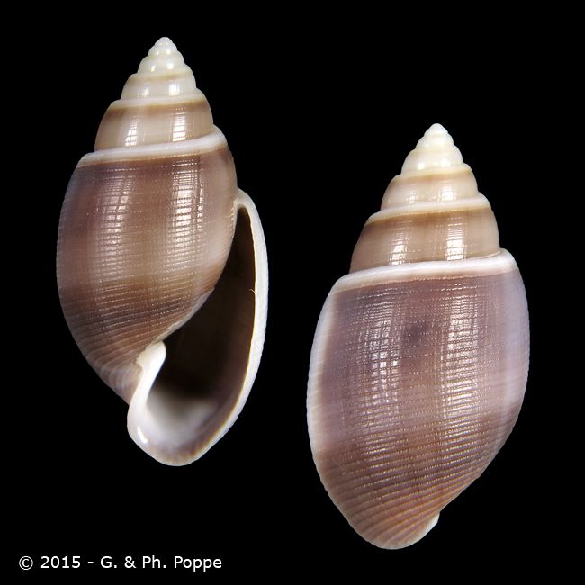 Shell Encyclopedia - Conchological MegaDatabase Iconographic Overview ...
